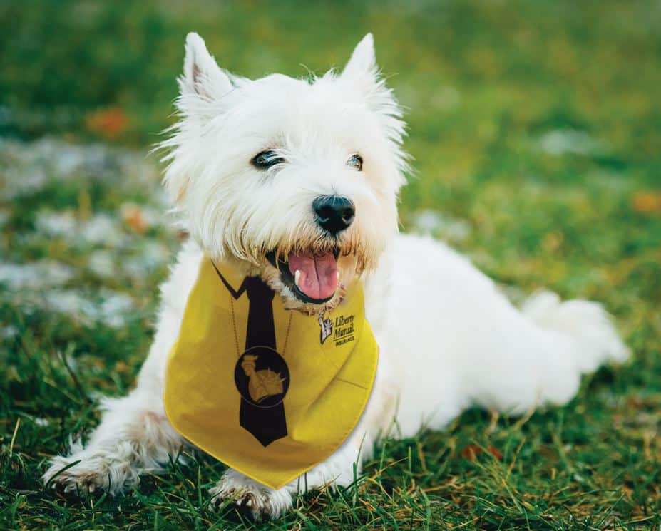 wag worthy swag - Bandanna Promotions