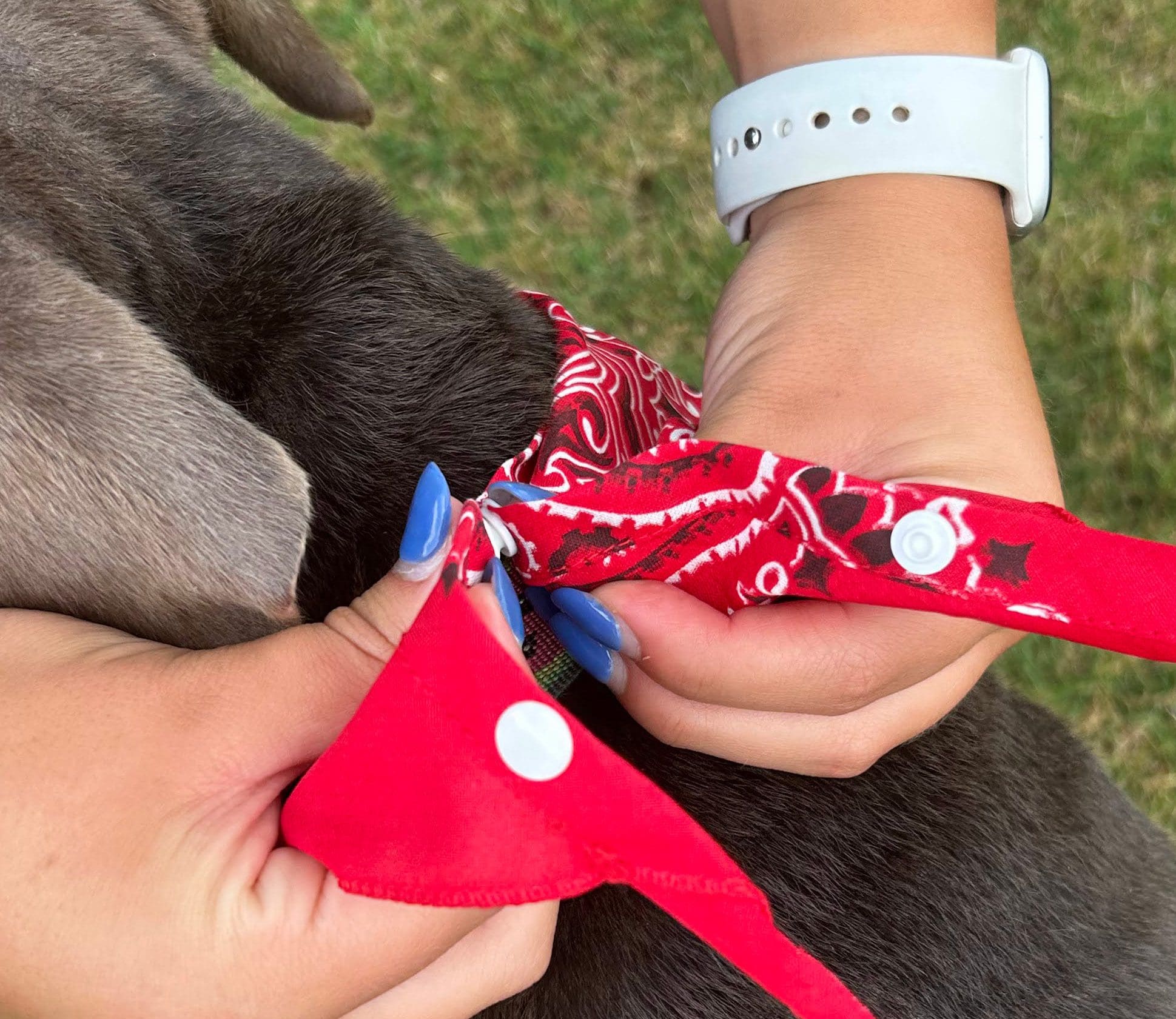 Swag Wag Free Sample Pack - Bandanna Promotions