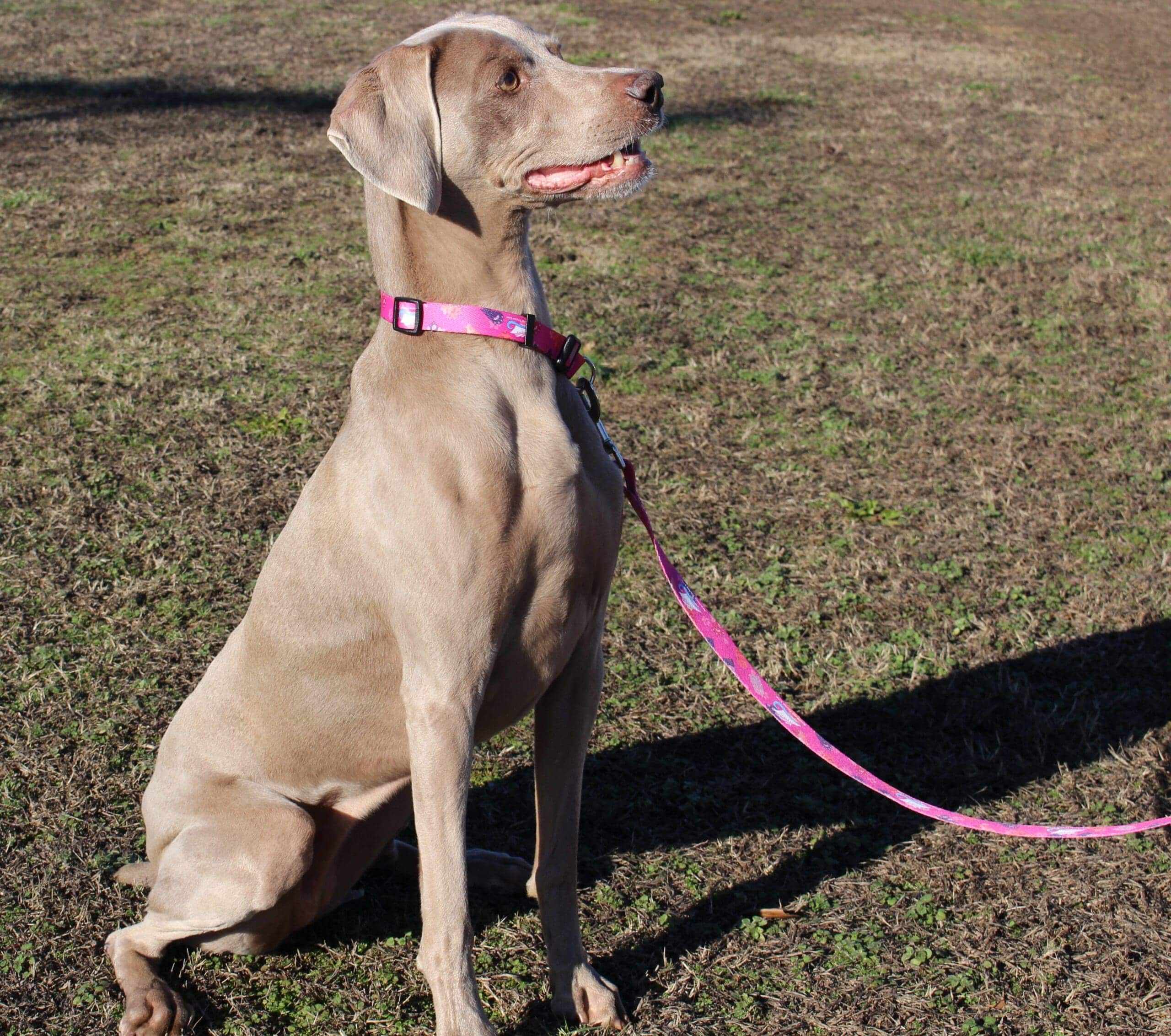 Paw Power Collars and Leashes - Swag Wag Pet Promotions